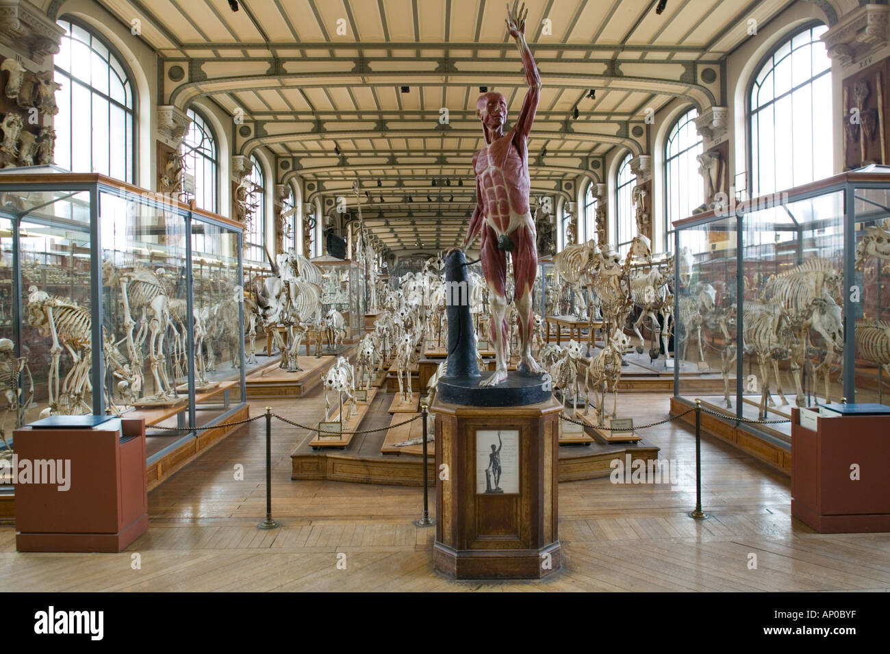 Europe France Paris Austerlitz Museum Of Comparative Anatomy 