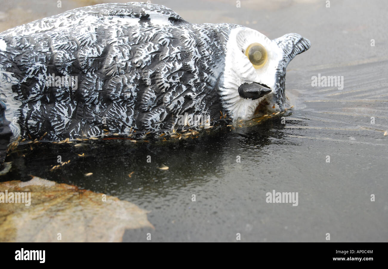 Ice owl hi-res stock photography and images - Alamy