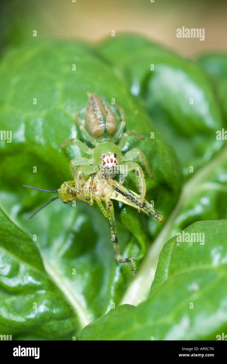 Green jumping spider Mopsus mormon with grasshopper Stock Photo - Alamy