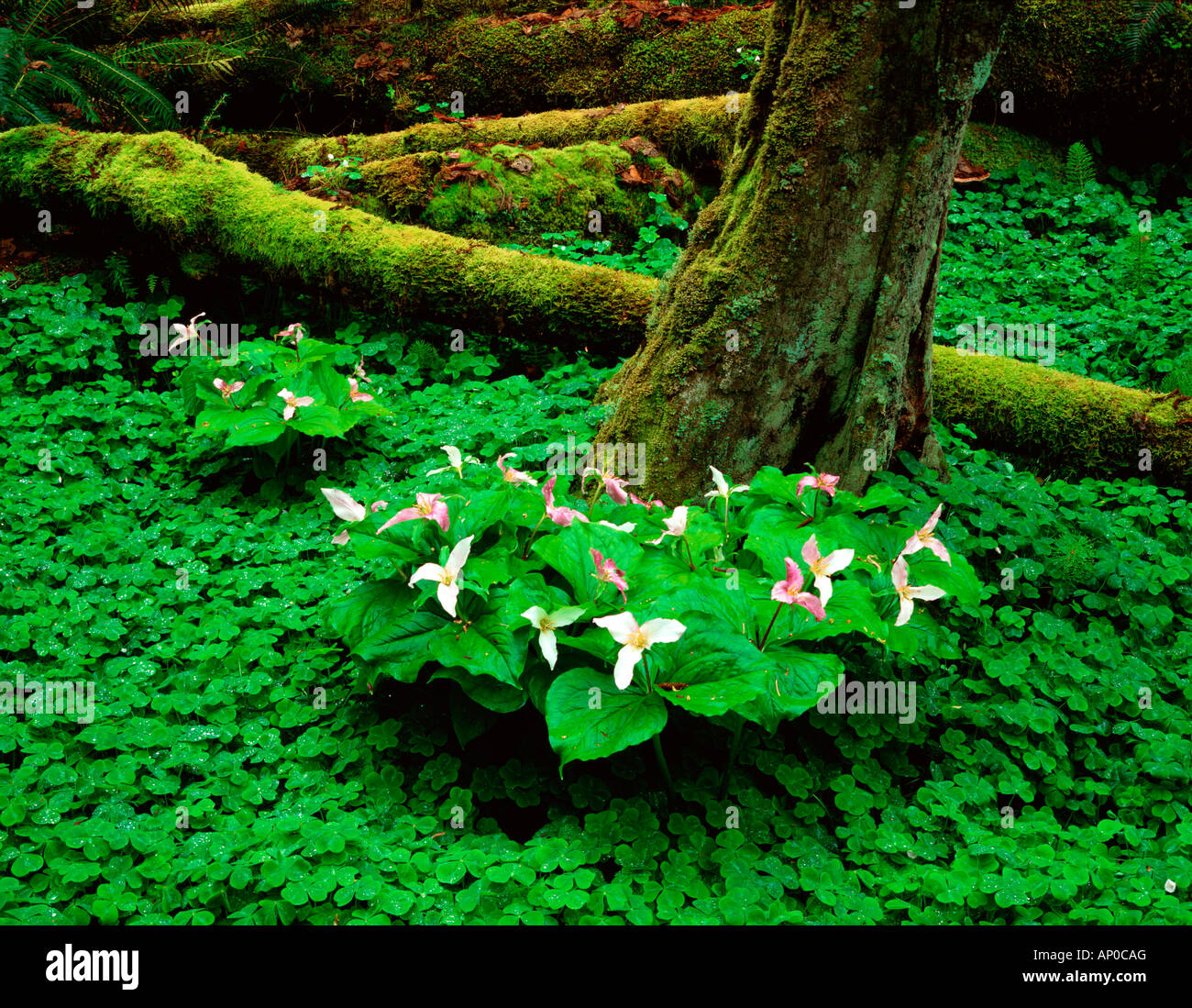 Ground cover of redwood sorrel with flowering trillium and mossy log on ...