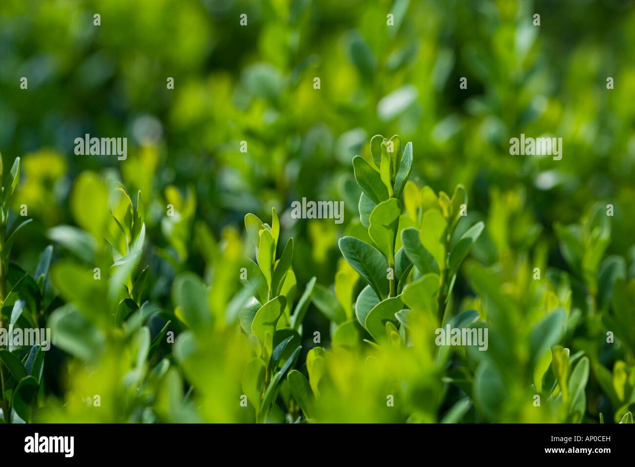 Leaf and hedge foliage in close up detail Stock Photo - Alamy