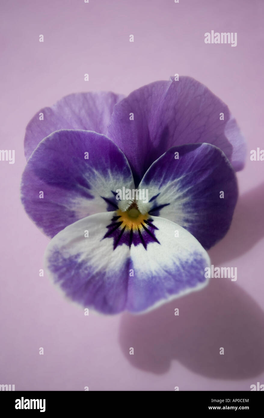 A mauve single Viola Pansy flower on pink background Stock Photo - Alamy