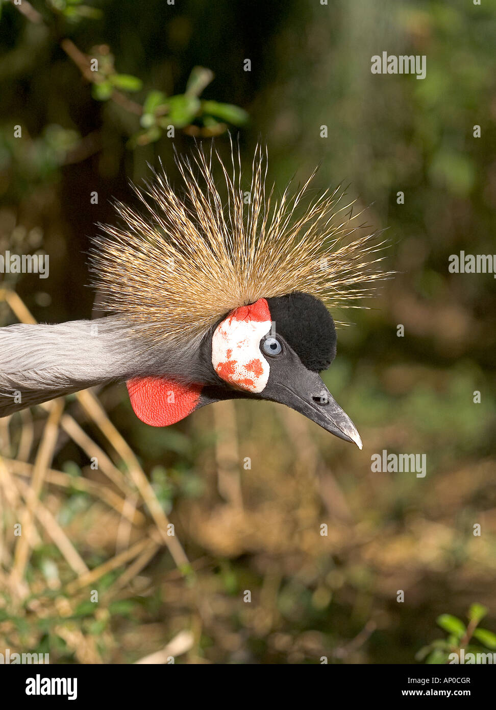 Grulla hi-res stock photography and images - Alamy