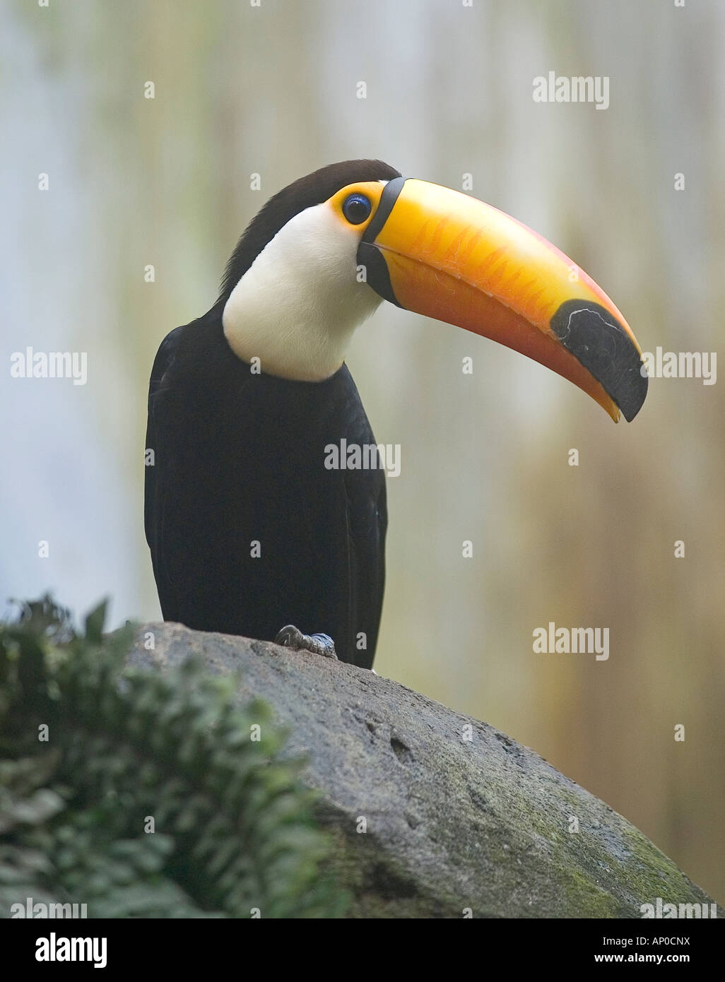 Pajaros exoticos hi-res stock photography and images - Alamy