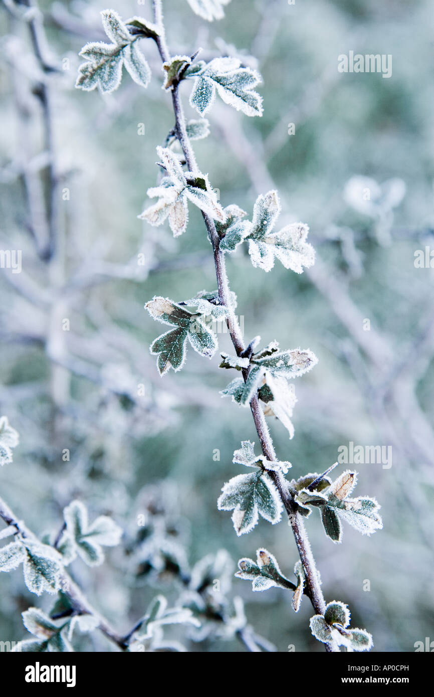 Silver frosted leaves hi-res stock photography and images - Alamy