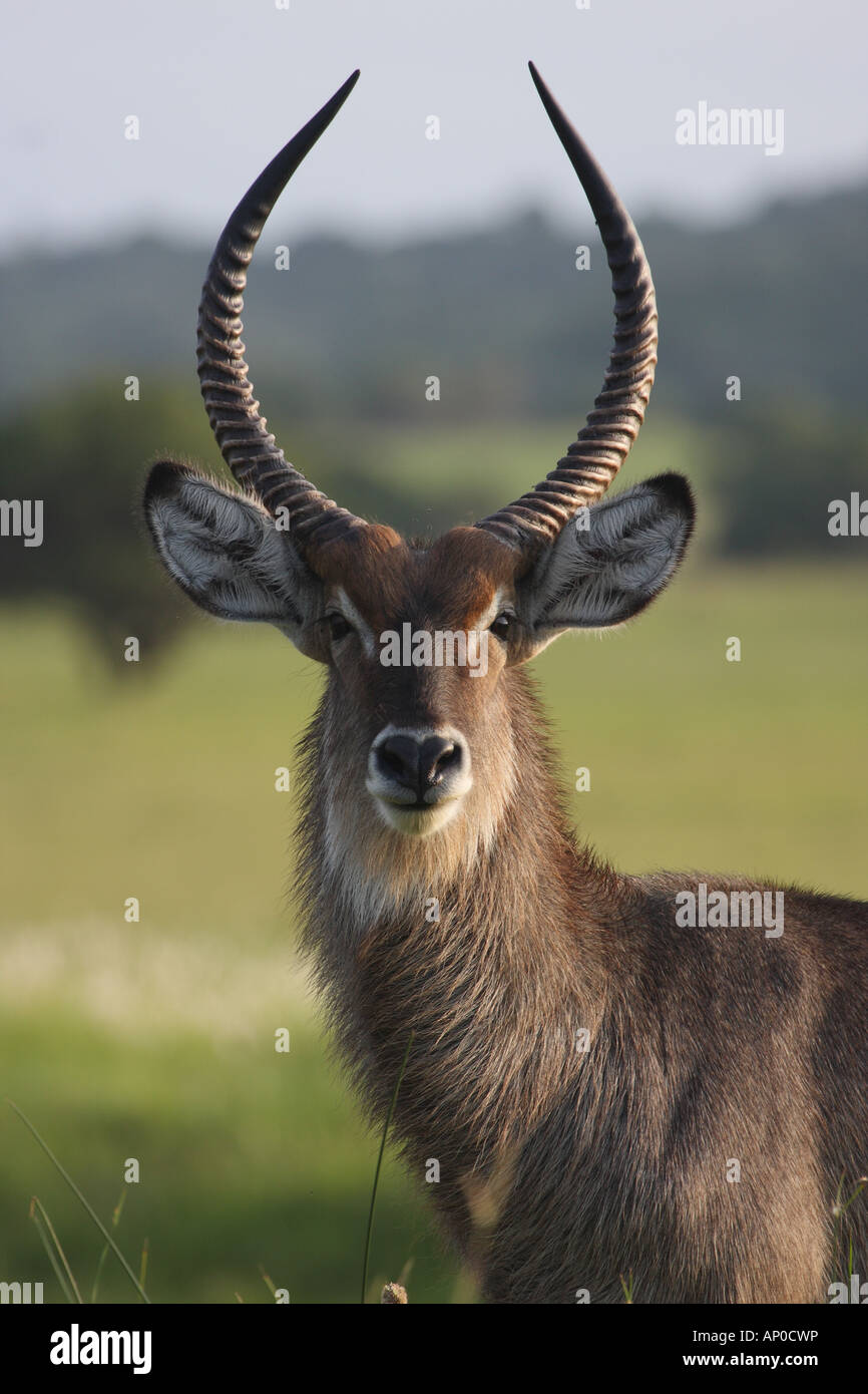 Waterbuck, kobus ellipsiprymnus, single adult male, head and shoulders ...