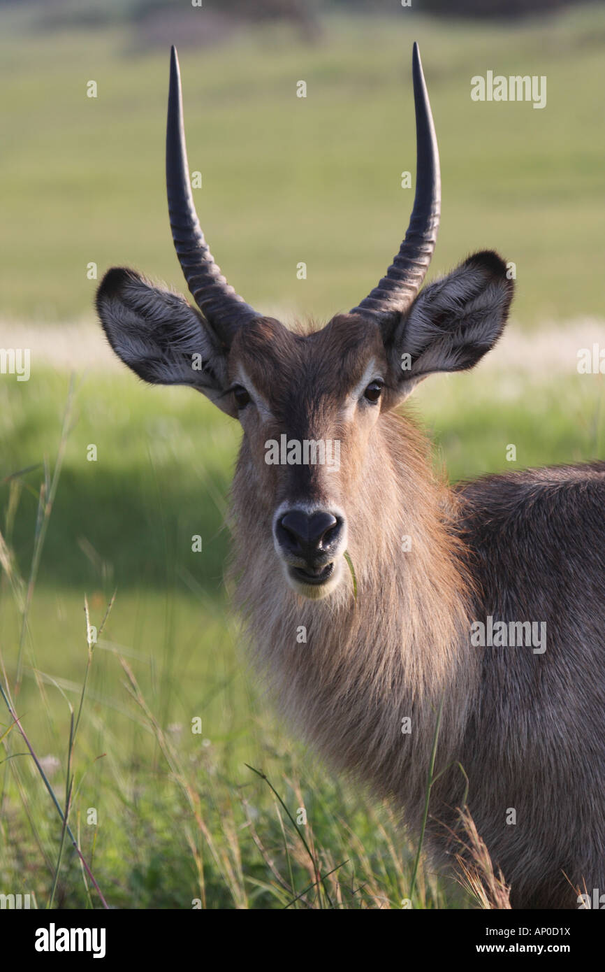 Waterbuck, kobus ellipsiprymnus, single juvenile male, head and ...