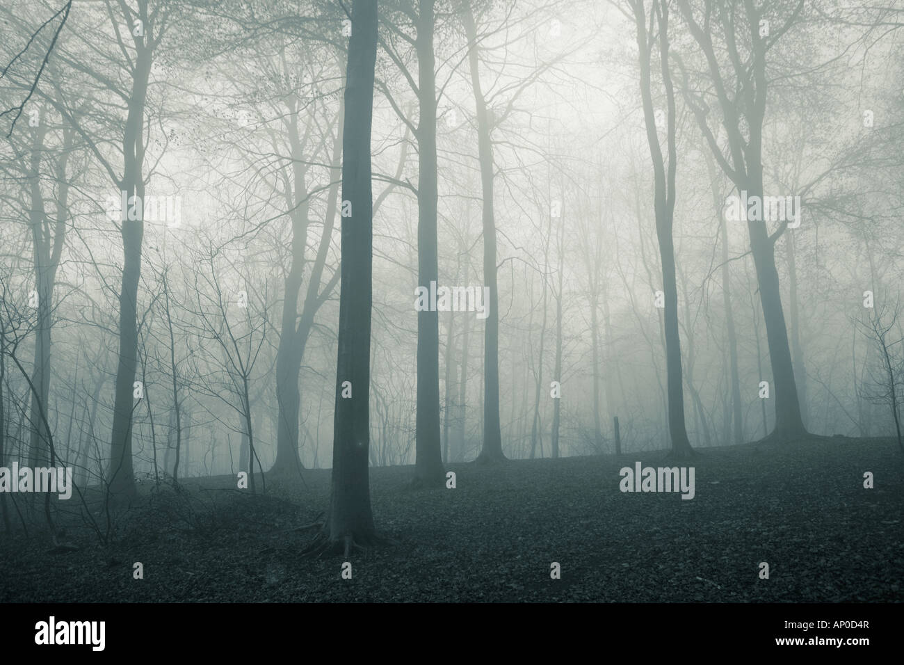 Misty Woods Sussex England UK Stock Photo - Alamy