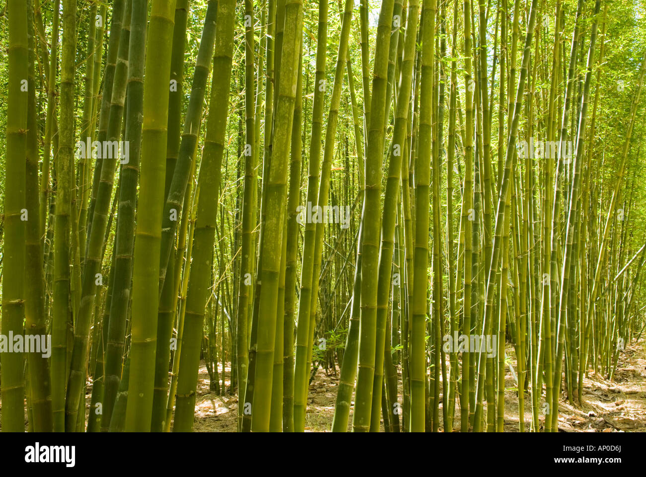 Bamboo Queensland Australia Stock Photo - Alamy