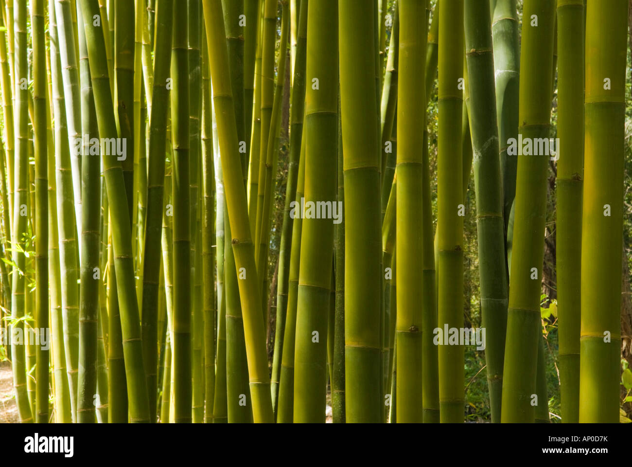 Bamboo Queensland Australia Stock Photo - Alamy