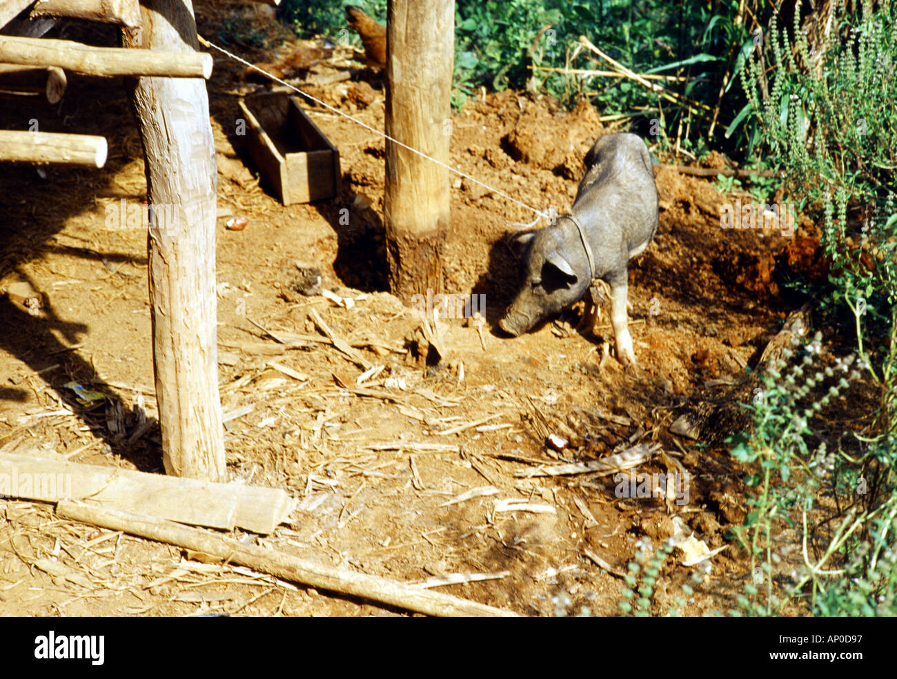 pig in village chaing mai thailand Stock Photo - Alamy