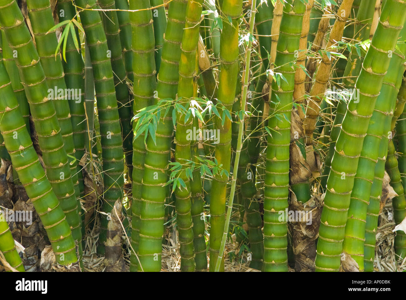 Bamboo Queensland Australia Stock Photo - Alamy