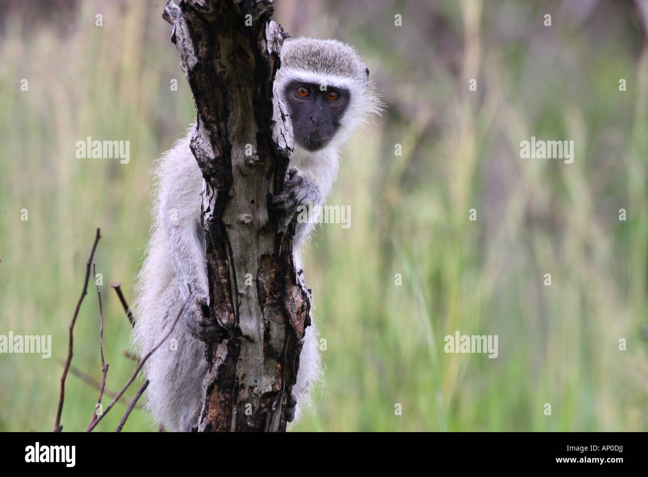 Vervet monkey, cercopithecus aethiops pygerythrus, single adult hiding ...