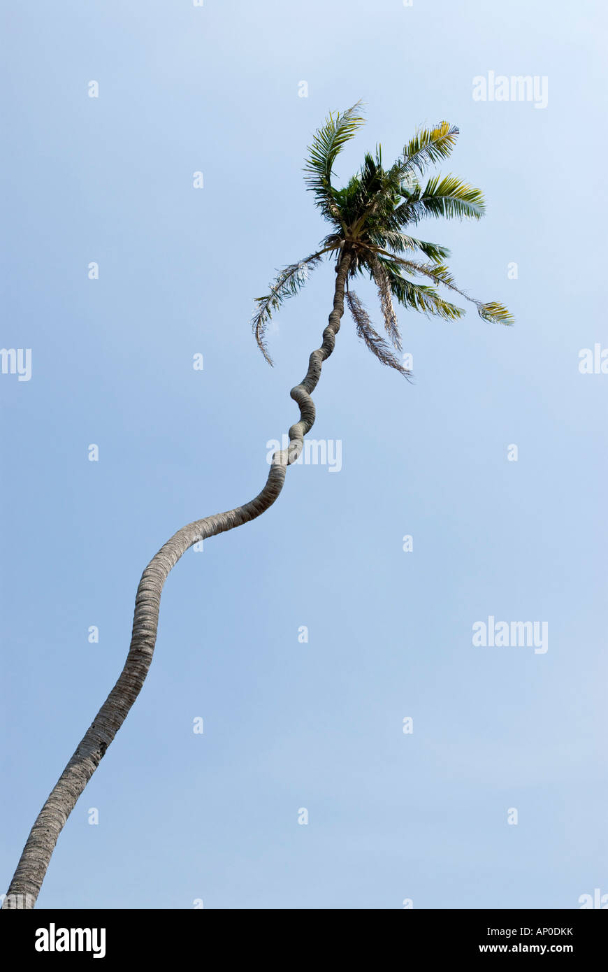 Cork screwed coconut tree Sumatra Indonesia Stock Photo - Alamy