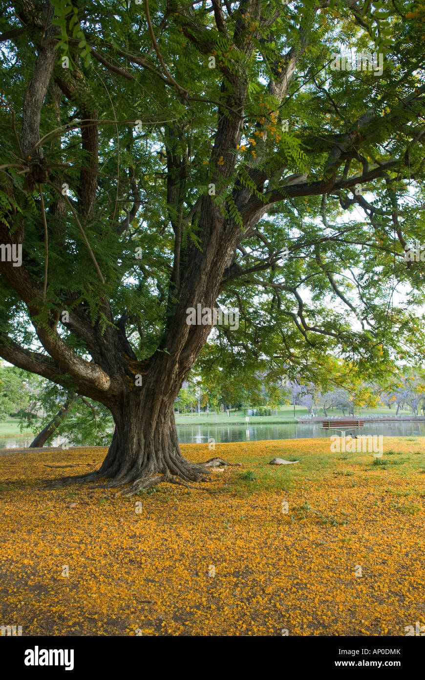Tree in springtime bloom Queensland Australia Stock Photo - Alamy
