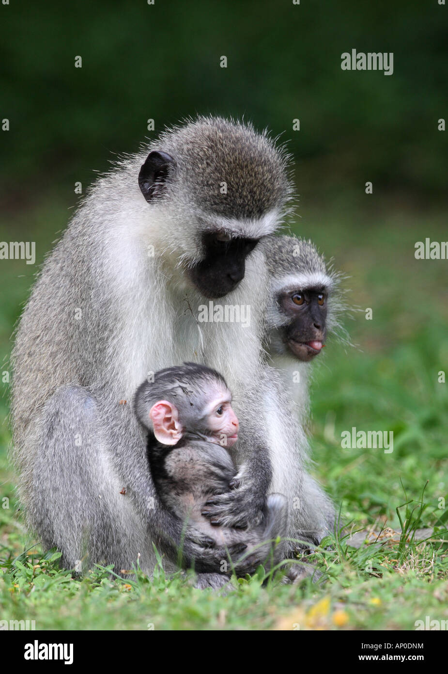 Vervet monkey, cercopithecus aethiops pygerythrus, mother with infant ...