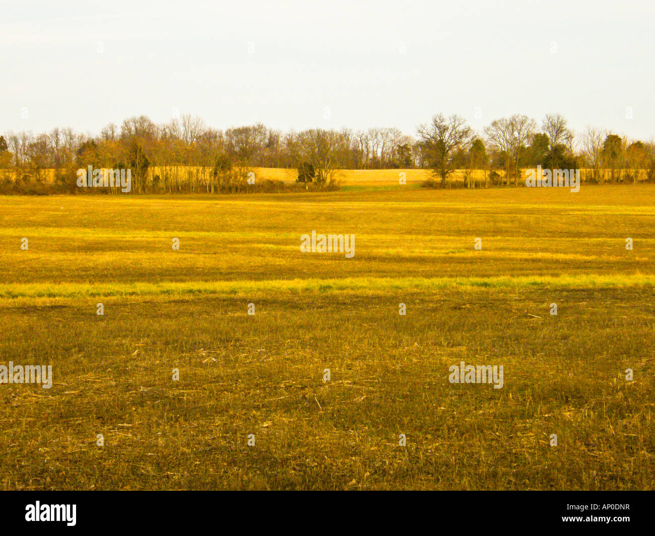 A wide open field in the Maryland countryside, with sparse lines of ...