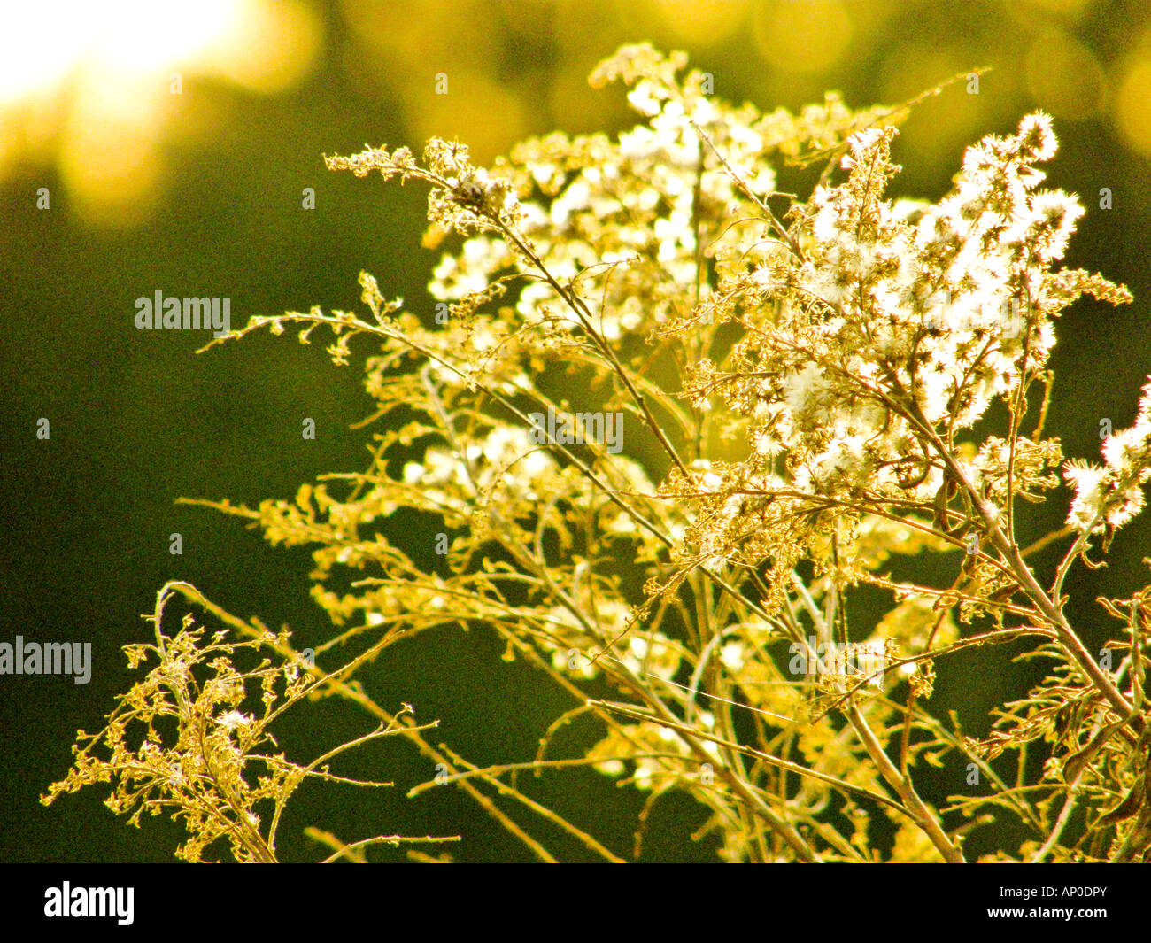 Dry stems of lady's bedstraw in the Maryland countryside in autumn ...
