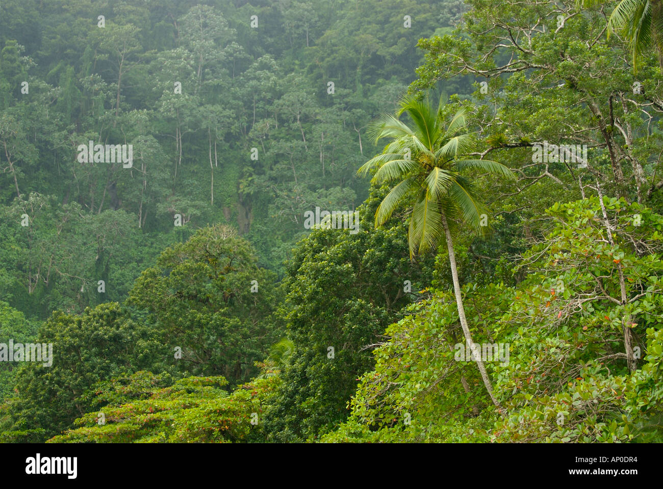 Cocos Island Costa Rica Beach High Resolution Stock Photography and ...
