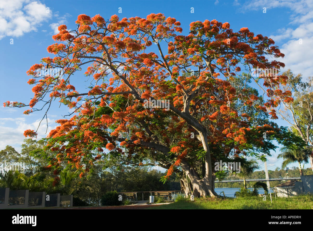 30 Orange Flowering Trees (With Pictures): Identification, 50% OFF