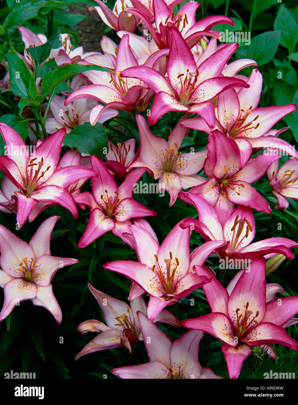 Cultivated hybrid lilies detail in summer gardens Vashon Island WA ...