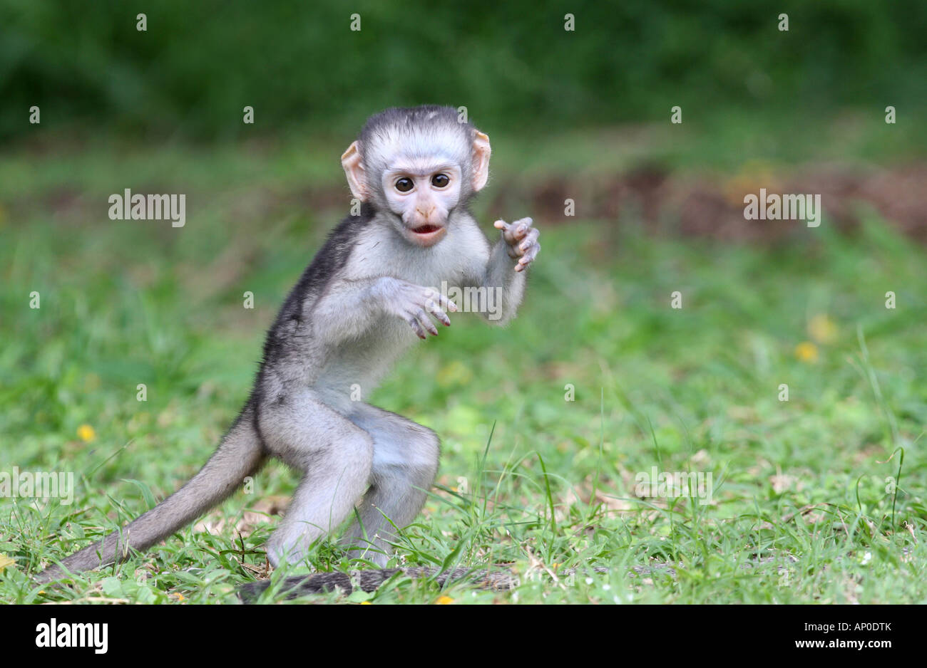 Vervet monkey, cercopithecus aethiops pygerythrus, infant running Stock ...