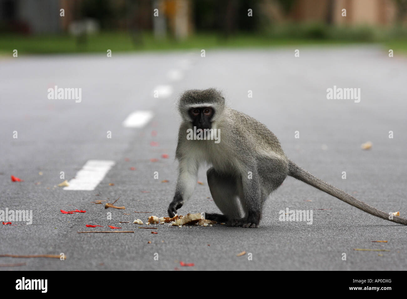Vervet monkey, cercopithecus aethiops pygerythrus, single adult on a ...