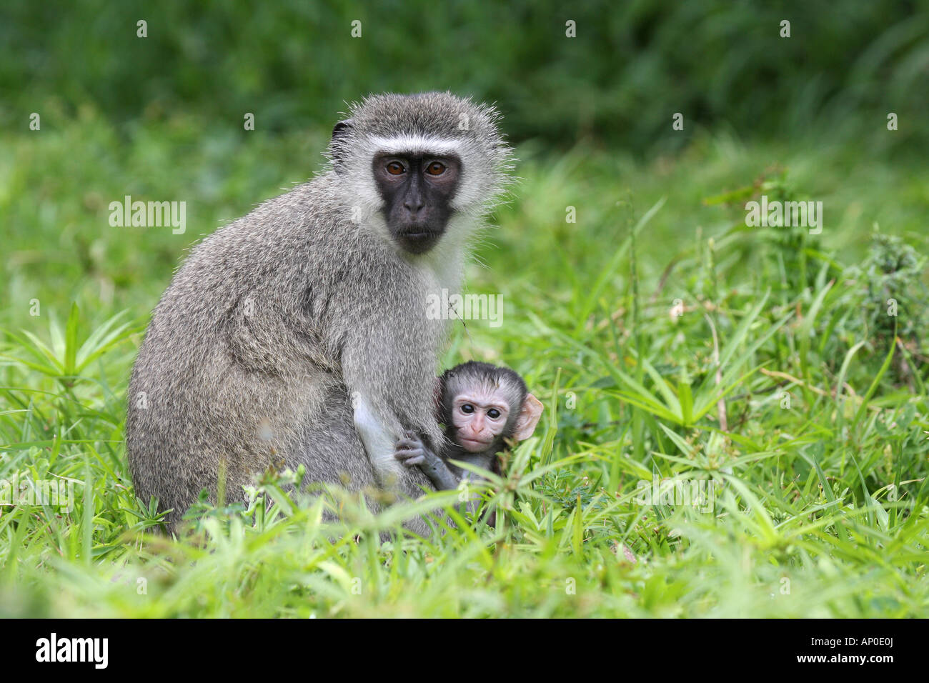 Vervet monkey, cercopithecus aethiops pygerythrus, mother with infant ...