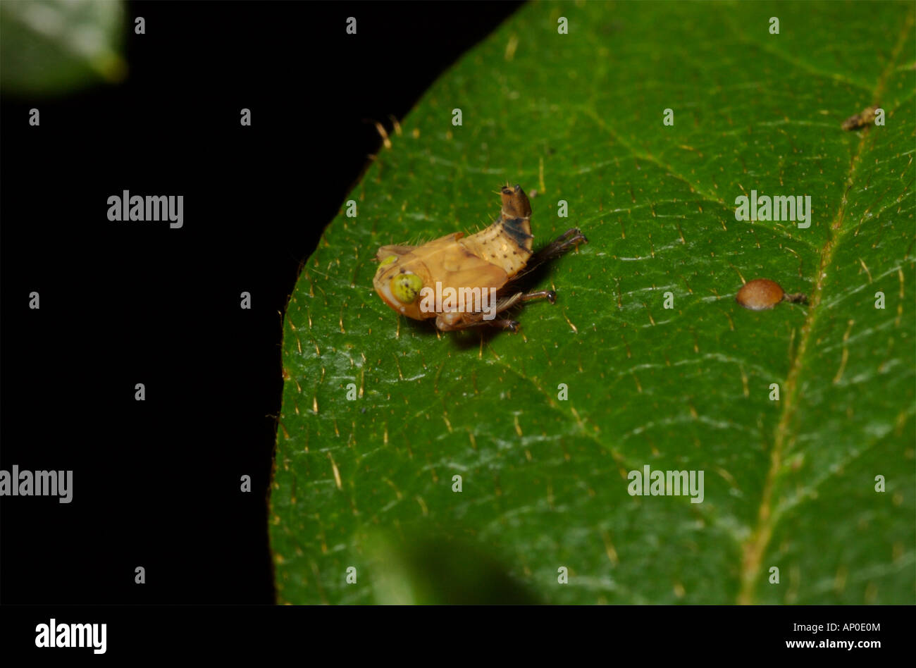 Leafhopper nymph hi-res stock photography and images - Alamy