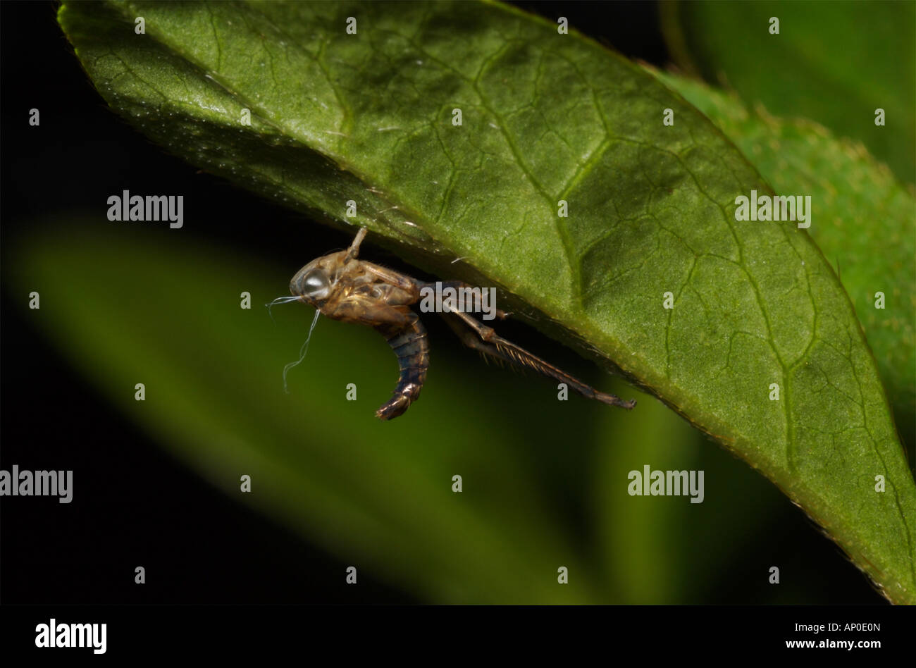 Discarded shell of a leafhopper nymph after molting. Coelidia olitoria ...