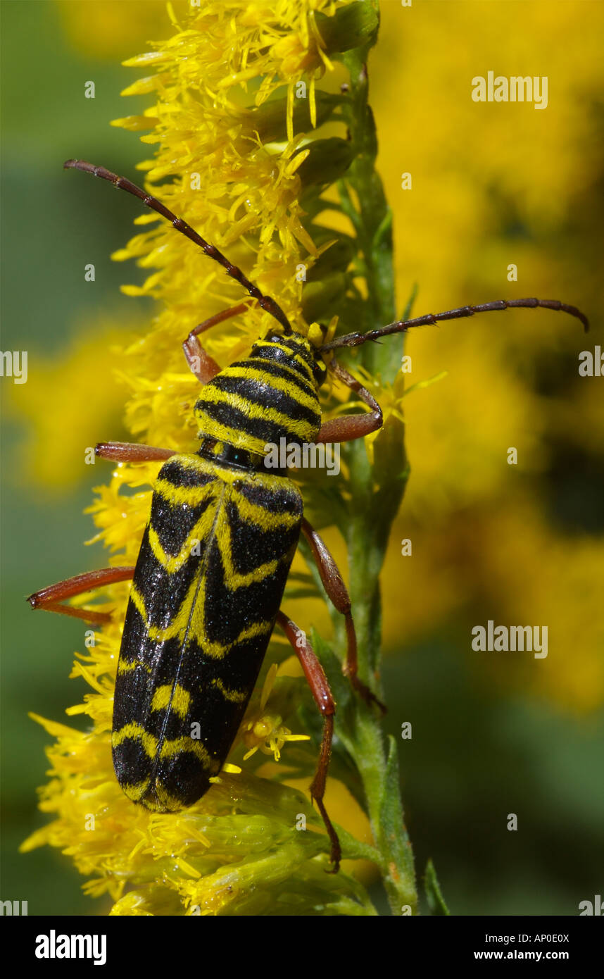 Black locust borer beetle hi-res stock photography and images - Alamy
