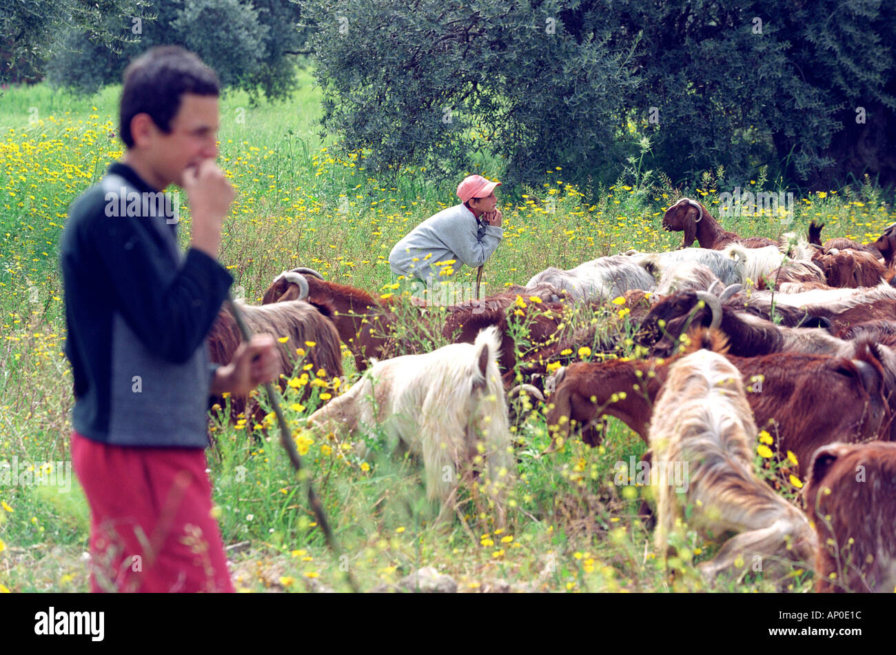 Goats and goat herders in the countryside in Cyprus Stock Photo - Alamy