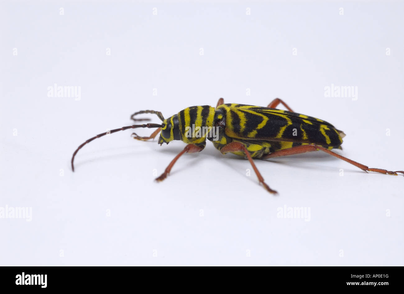 Locust borer beetle hi-res stock photography and images - Alamy