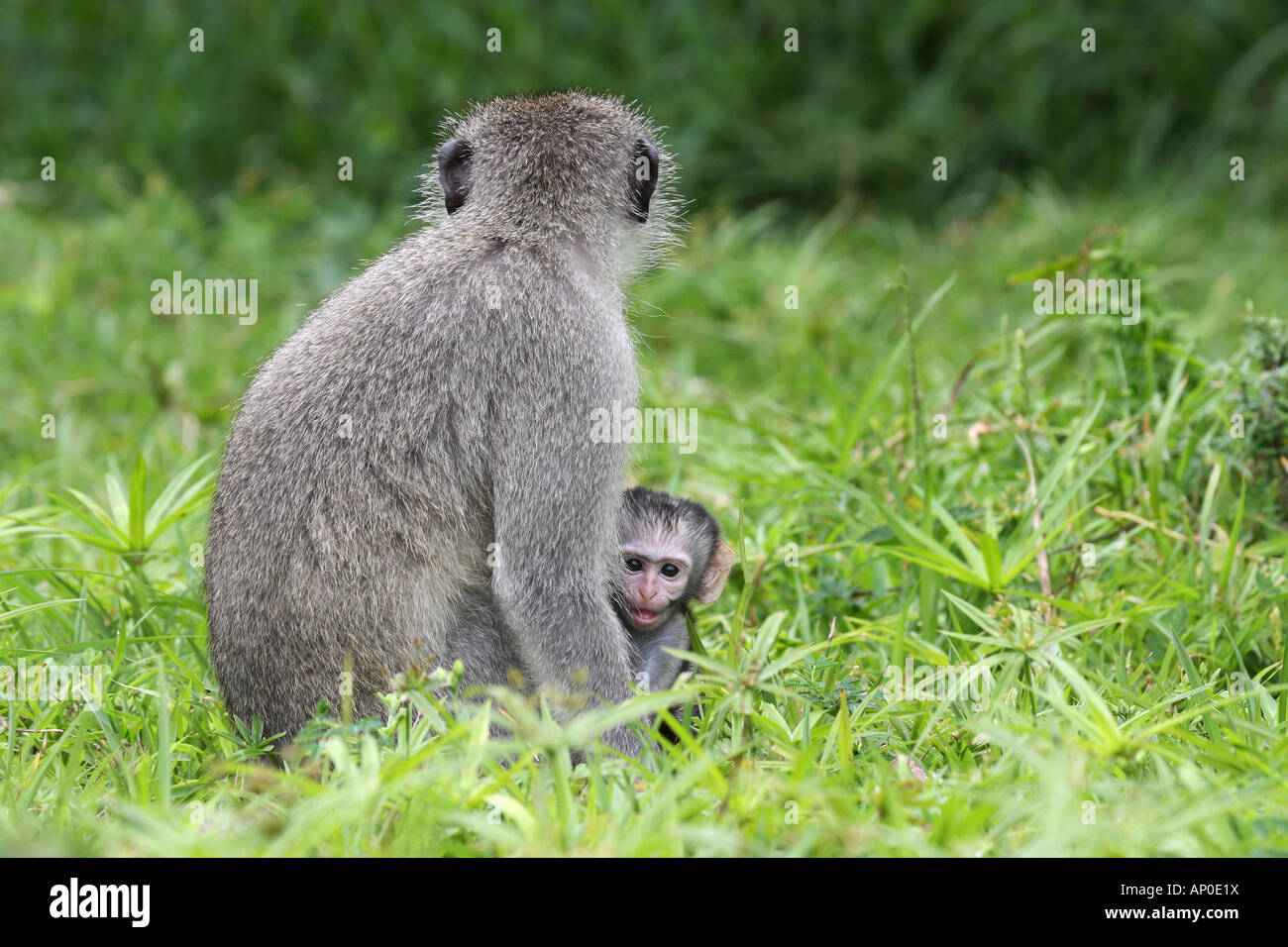 Vervet monkey, cercopithecus aethiops pygerythrus, mother with infant ...