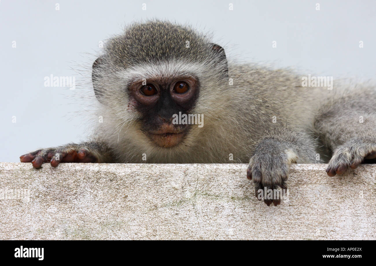 Vervet monkey, cercopithecus aethiops pygerythrus, single adult laying ...