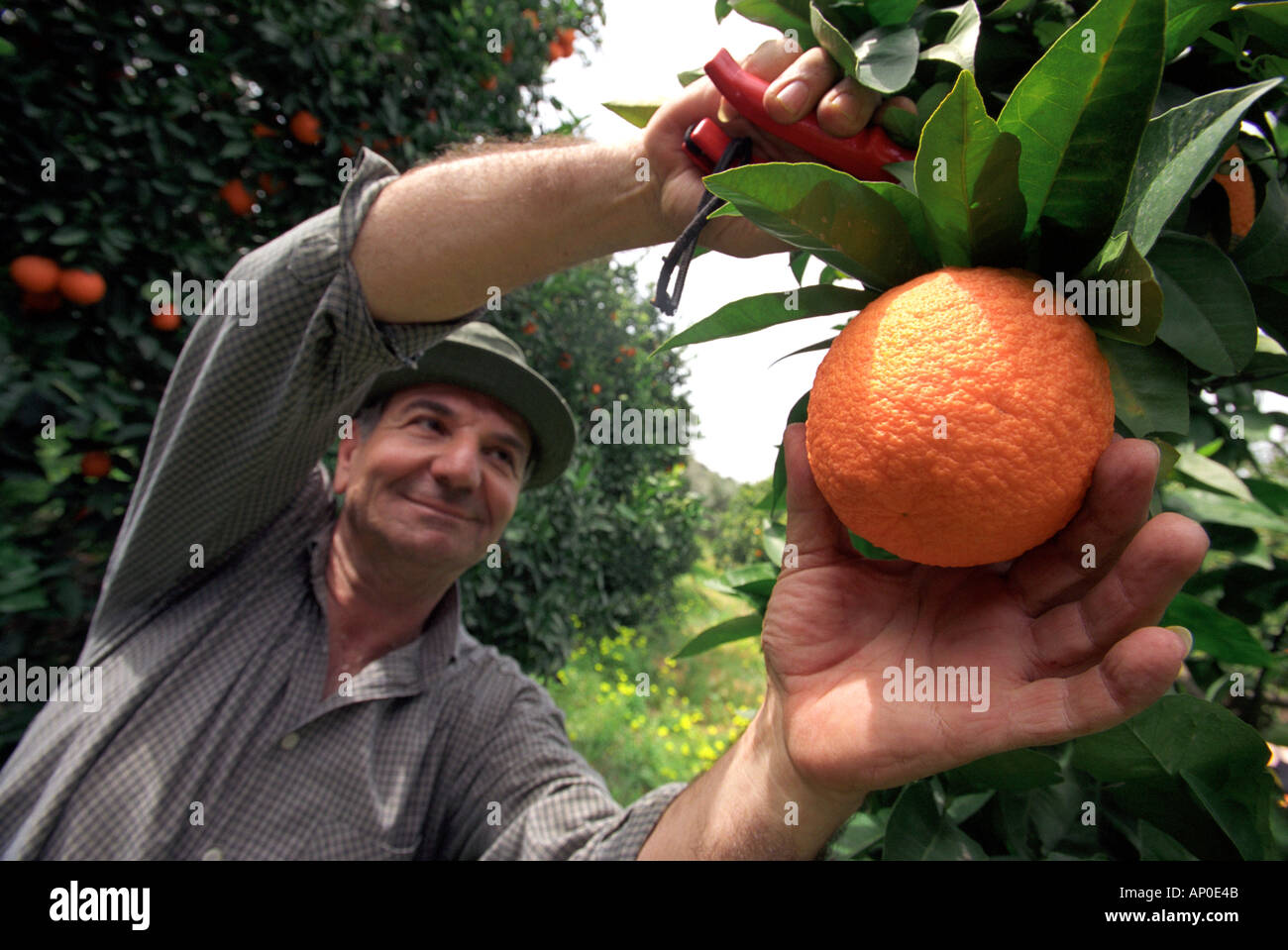 Cypriot orange tree hi-res stock photography and images - Alamy