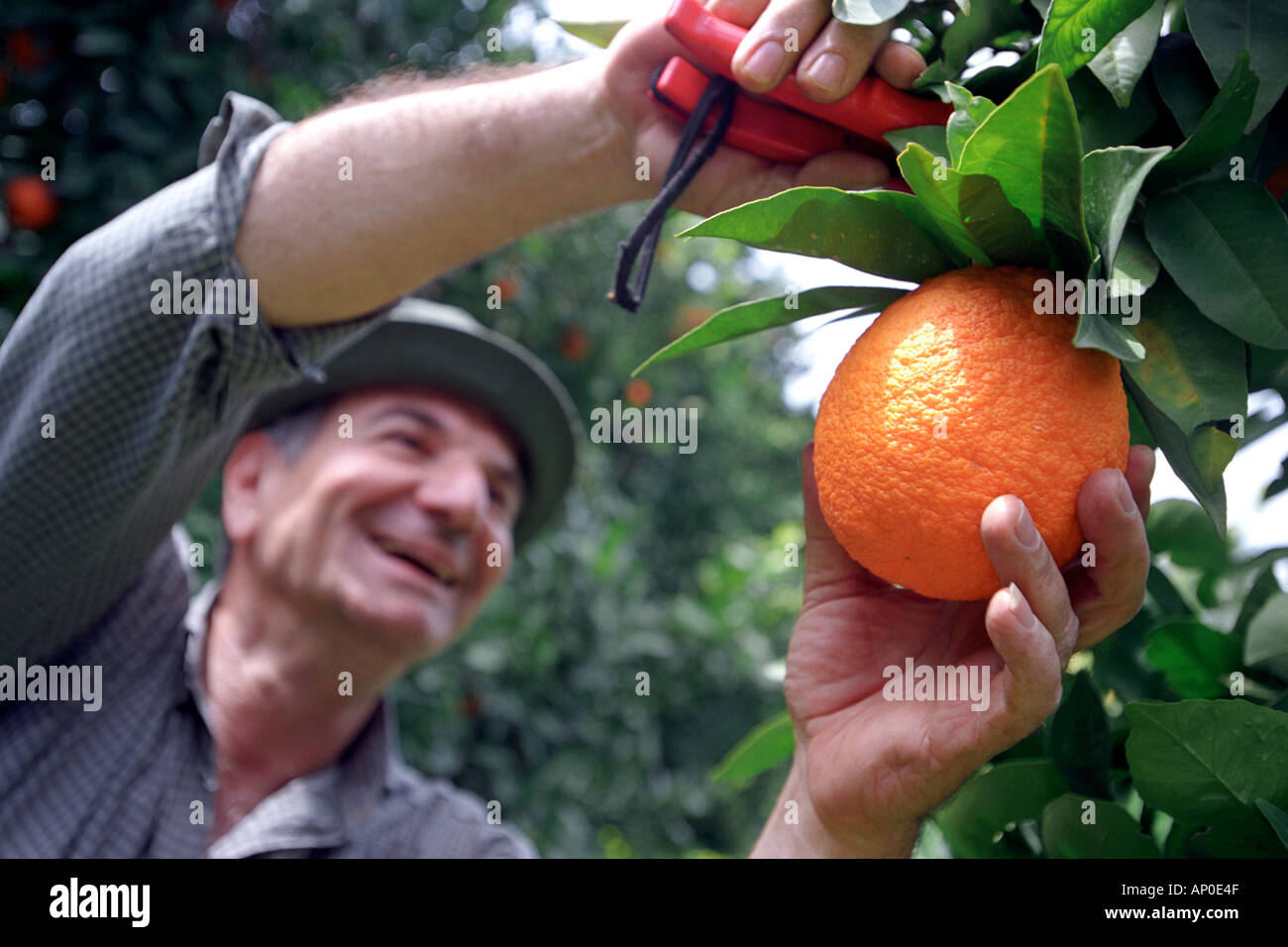Man picking oranges orange harvest hi-res stock photography and images ...