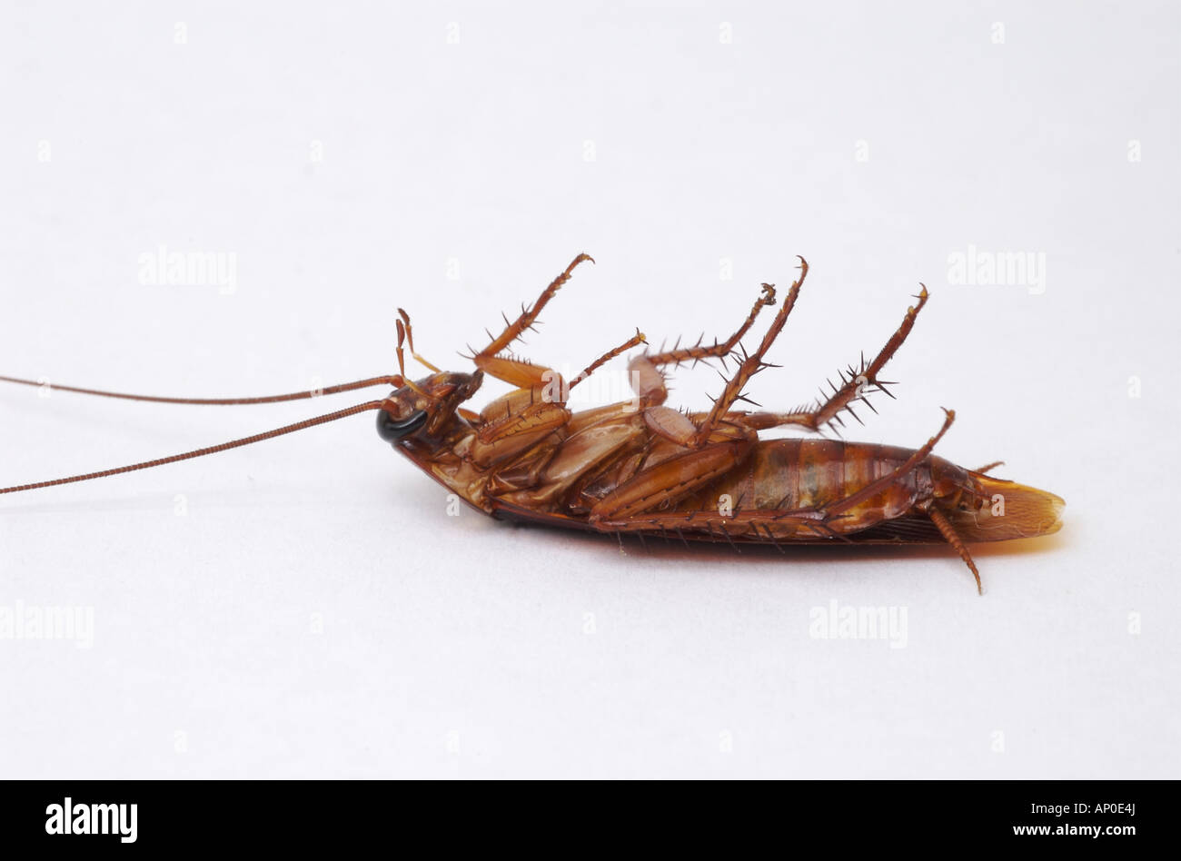 Waterbug Stock Photos & Waterbug Stock Images - Alamy