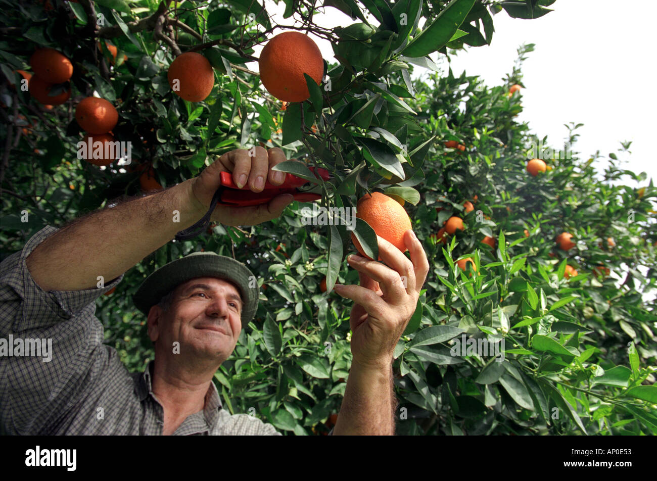 Man picking oranges orange harvest hi-res stock photography and images ...