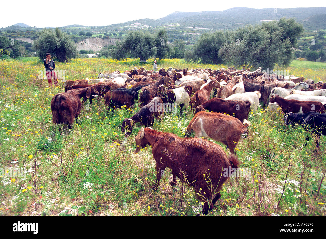 Goats and goatherders in the countryside in Cyprus Stock Photo - Alamy
