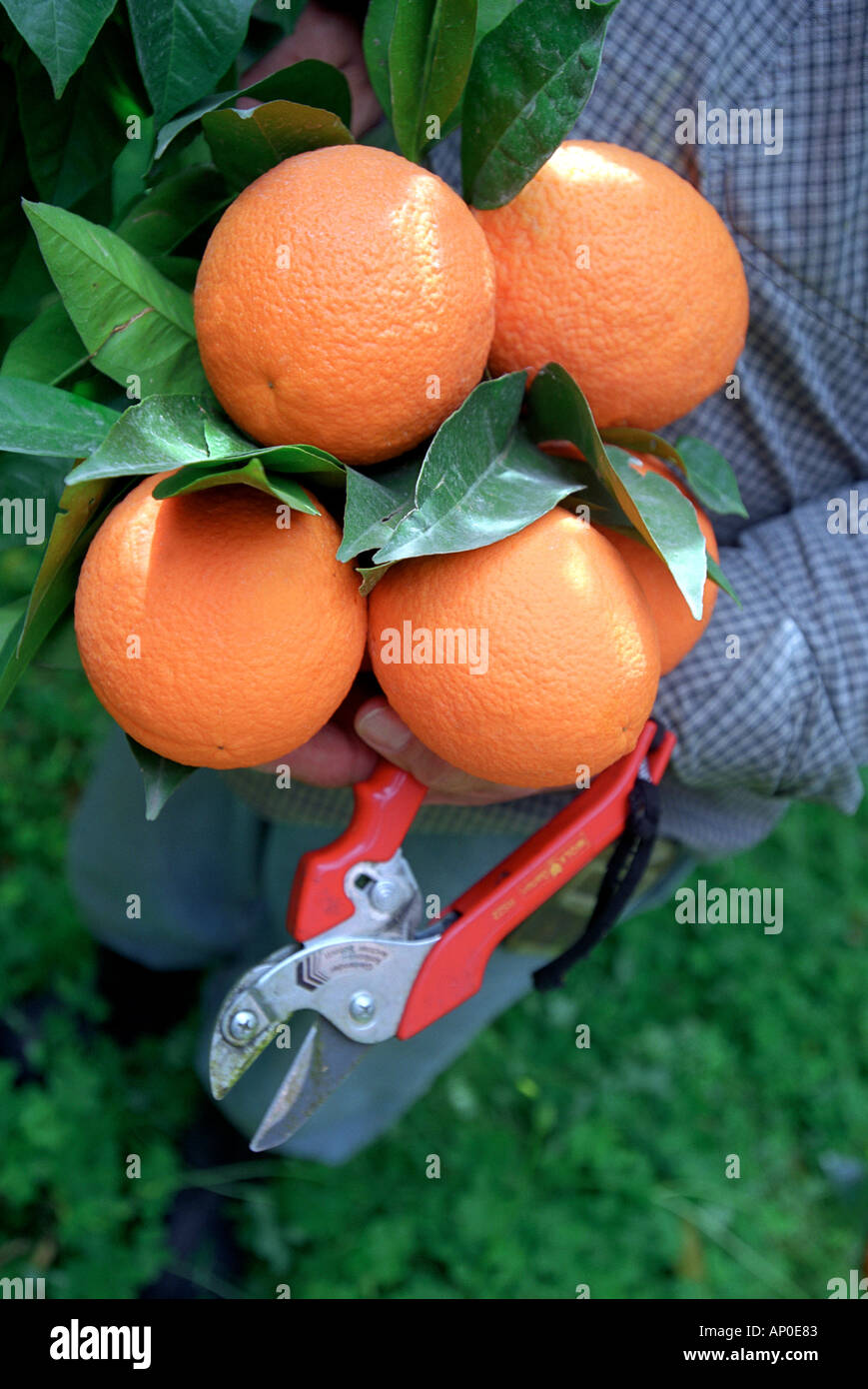 Cyprus farmer greek cypriot hi-res stock photography and images - Alamy
