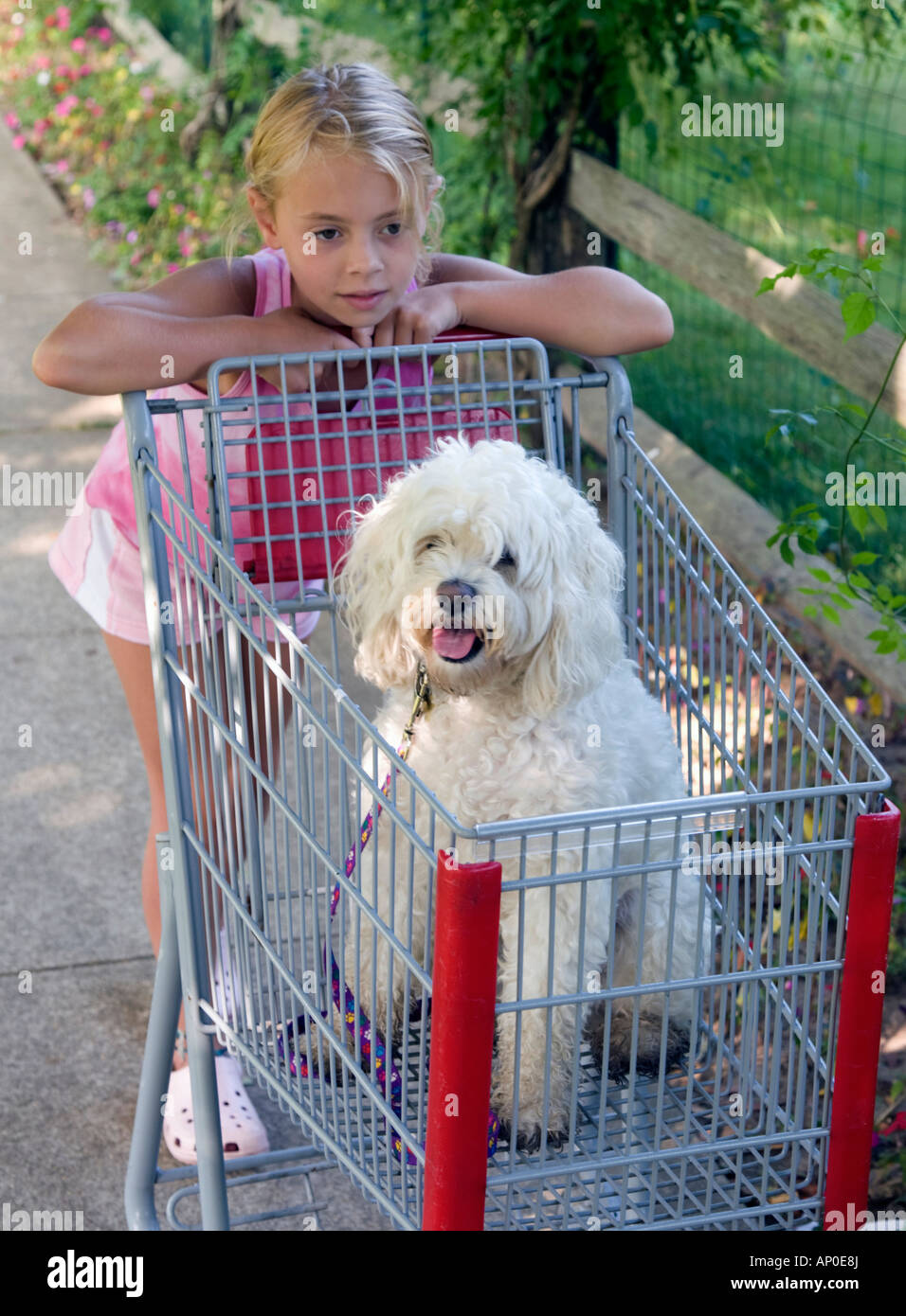 Child pushing her dog in a cart Stock Photo - Alamy