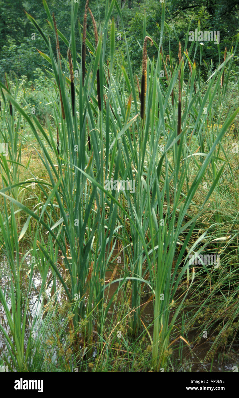 Green mace hi-res stock photography and images - Alamy