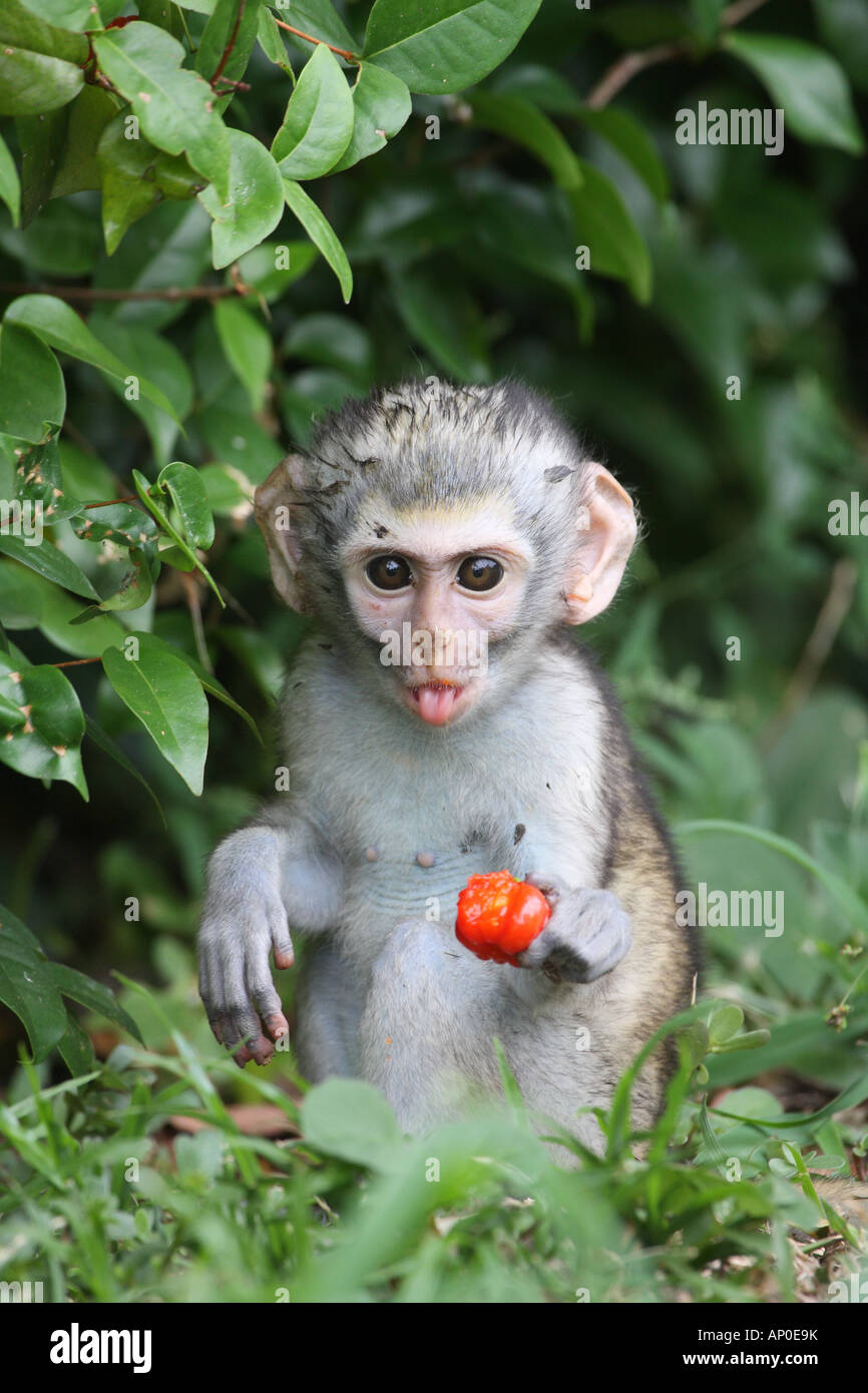 Vervet monkey, cercopithecus aethiops pygerythrus, single infant eating ...