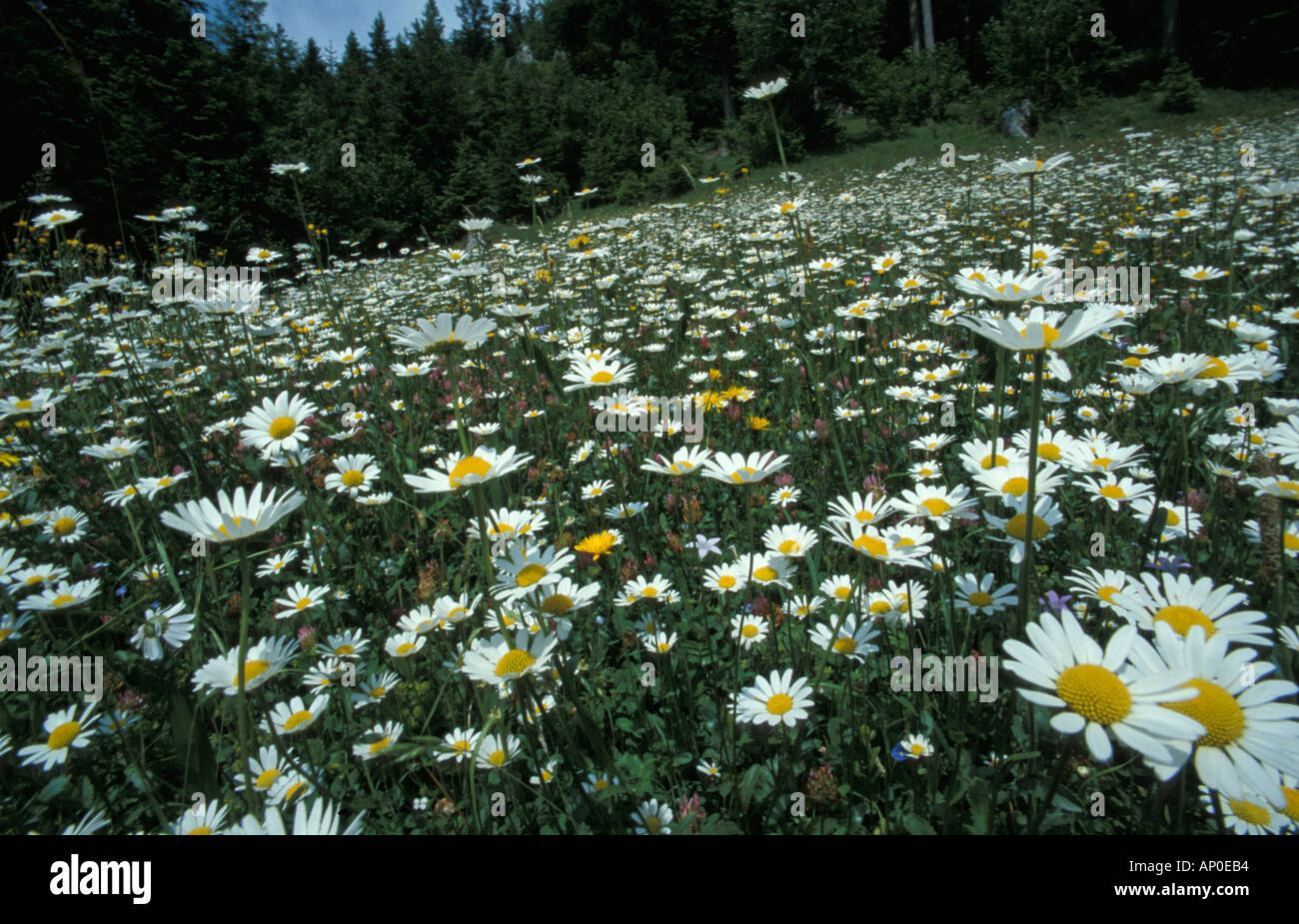 Ox white hi-res stock photography and images - Alamy