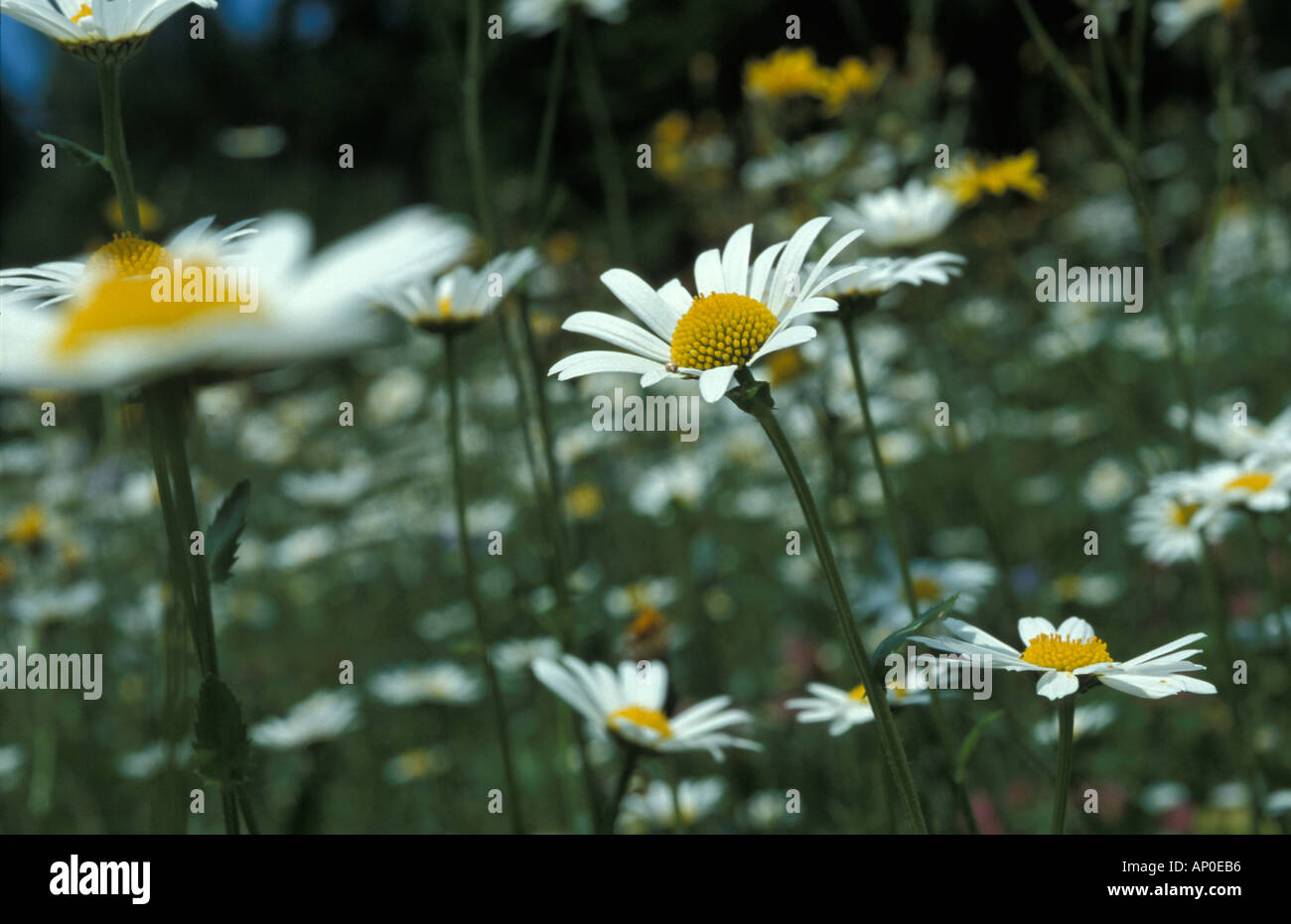 Ox white hi-res stock photography and images - Alamy