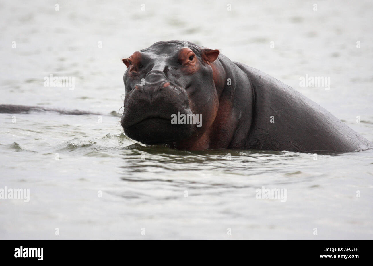 St lucia wetlands water fat obese hi-res stock photography and images ...
