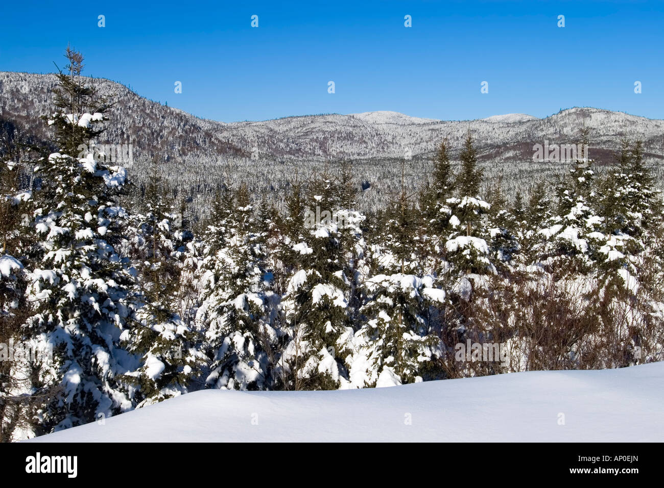 Snow covered boreal forest in Laurentides park Quebec Stock Photo - Alamy