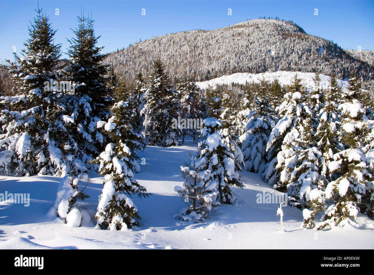 Snow covered boreal forest in Laurentides park Quebec Stock Photo - Alamy