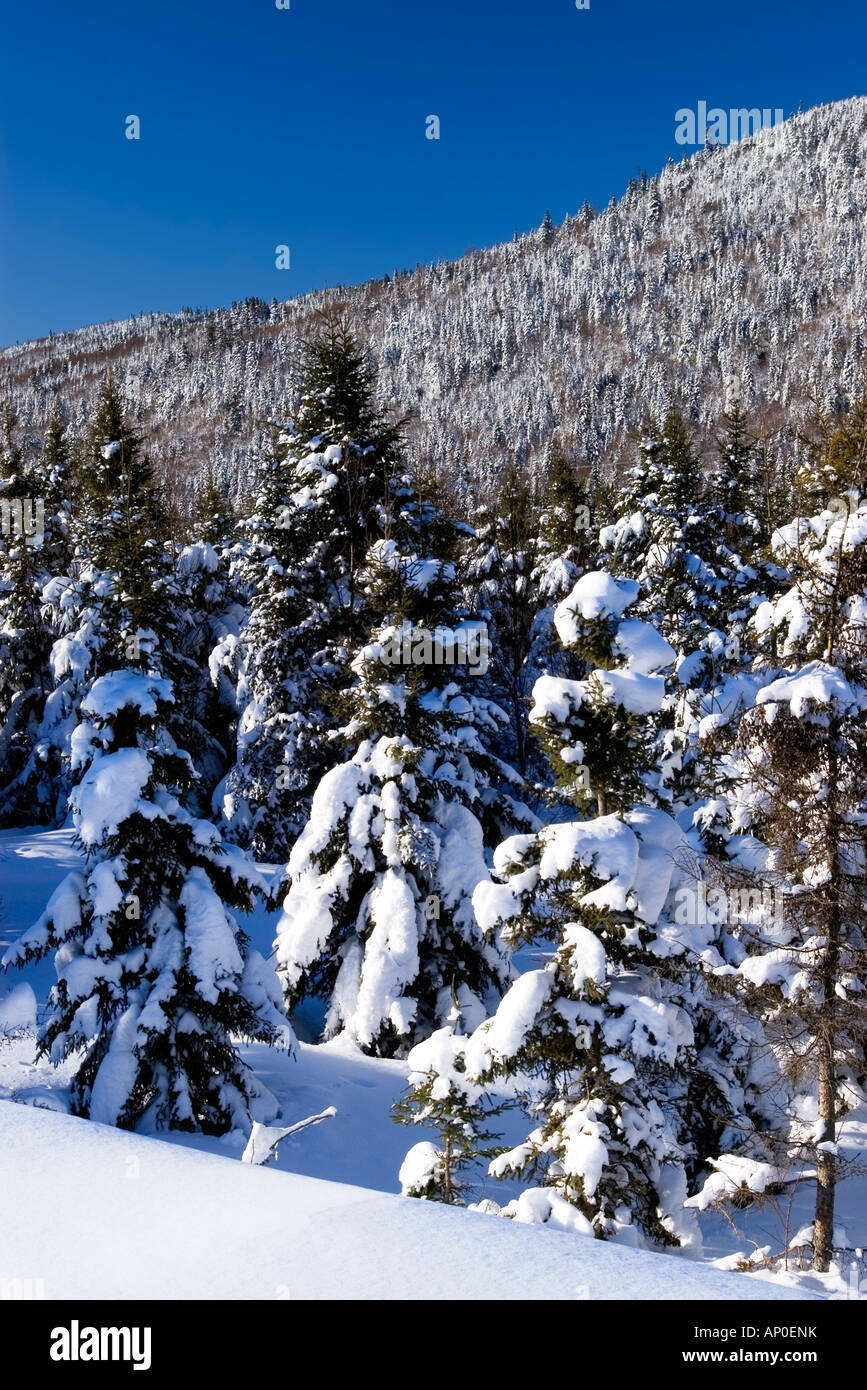 Snow covered boreal forest in Laurentides park Quebec Stock Photo - Alamy